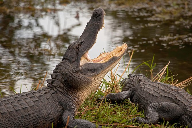 Florida Everglades Airboat Adventure plus Miami Biscayne Bay Cruise - FAQ
