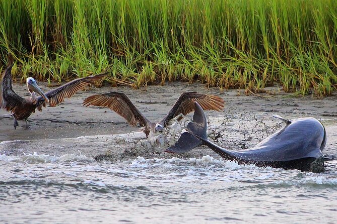 Folly Beach Dolphin Viewing Boat Excursion and Estuary Tour