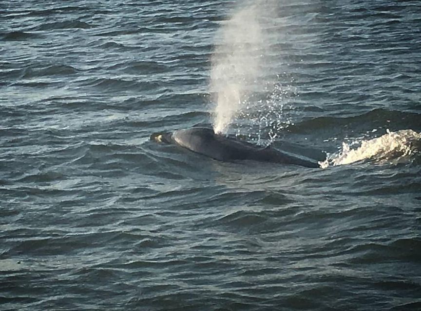 Folly Beach: Sunset Dolphin Boat Tour to Morris Island