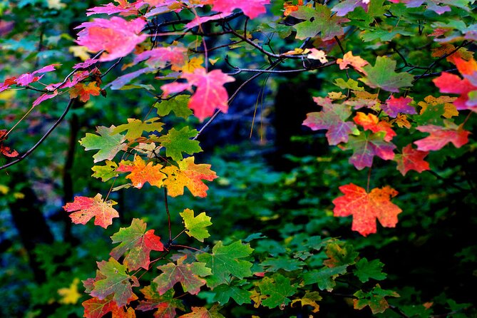 Forest Bathing and Meditation on Mt Lemmon - What Makes This Tour Stand Out?