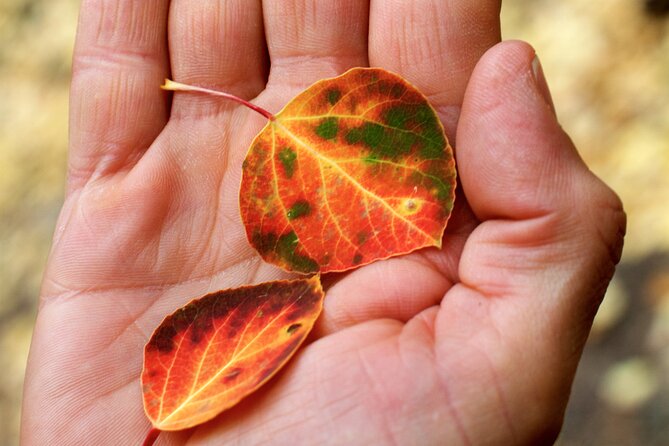 Forest Bathing and Meditation on Mt Lemmon - Why Choose This Experience?