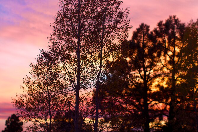 Forest Bathing and Meditation on Mt Lemmon - Final Thoughts