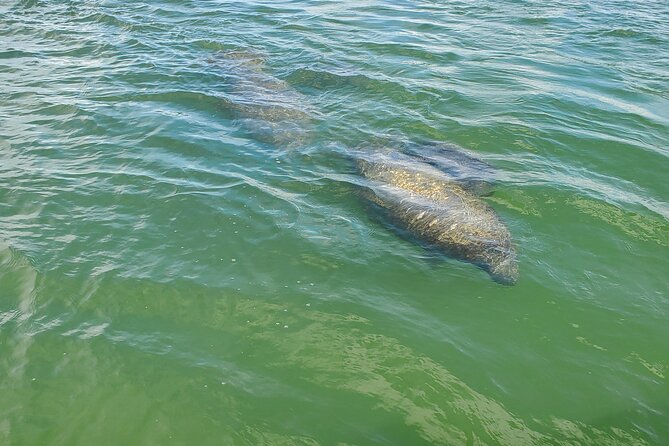 Fort Myers Beach Dolphin & Sightseeing Tour Refreshments Included