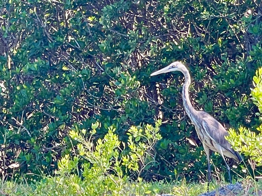 Fort Pierce: 4-hr Mangroves & Dolphin Watch Sandbar in FL