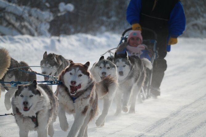 Free Pickup/Drop off: Alaskan Husky Dog Sledding with Free Photo - Potential Drawbacks