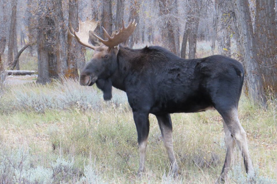From Jackson: Yellowstone Day Tour Including Entrance Fee - Who Would Love This Tour?