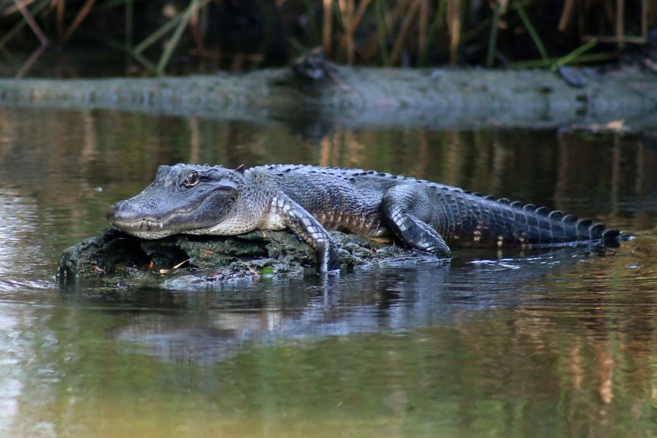 From Lafitte: Swamp Tours South of New Orleans by Airboat - What to Expect from the Tour