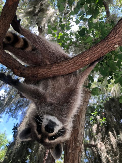 From Lafitte: Swamp Tours South of New Orleans by Airboat - The Sum Up