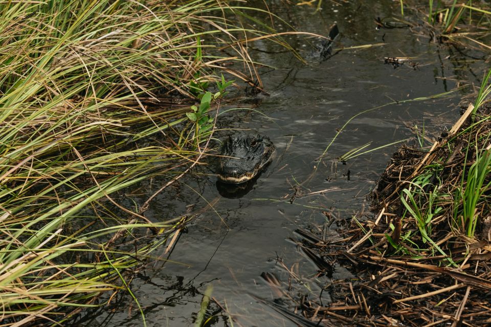 From Miami: Everglades Airboat Ride and Nature Walk - The Sum Up  