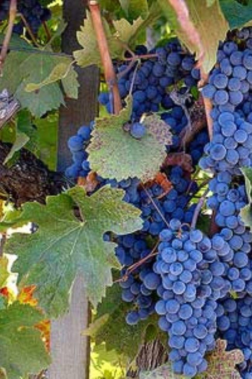 From Napa: Santa Rosa Wine Tasting Tour