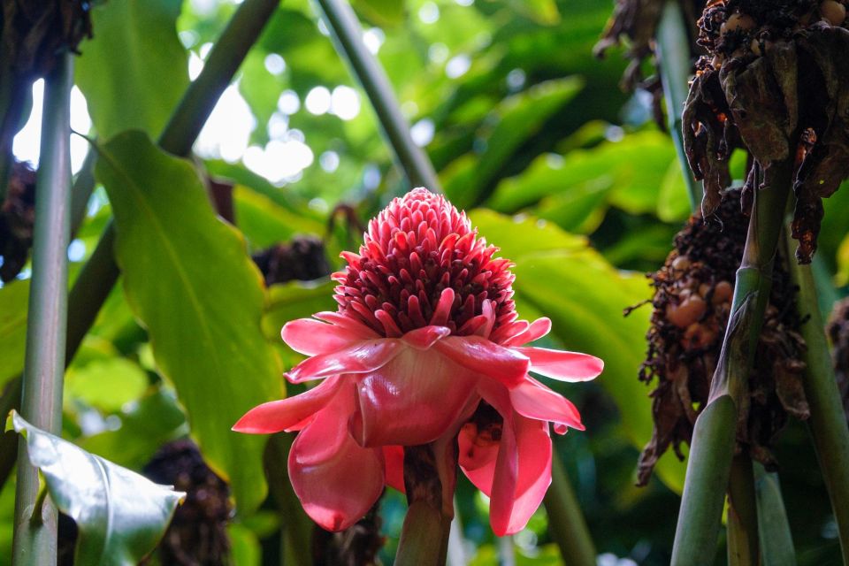 From Oahu: Kauai Waimea Canyon and Koke'e State Park Tour - Who Will Love This Tour?