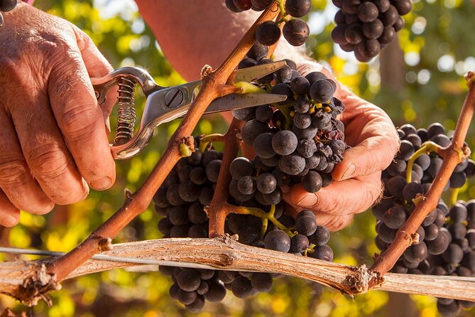 From Portland Private Willamette Valley Wine Tour - FAQs