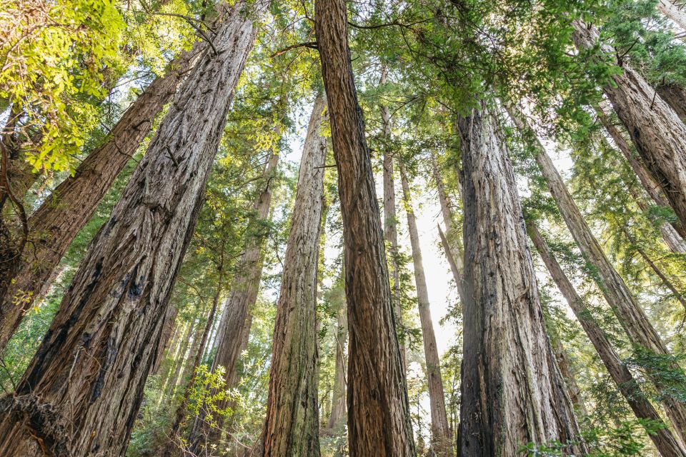 From San Francisco: Guided Muir Woods Tour - Key Points