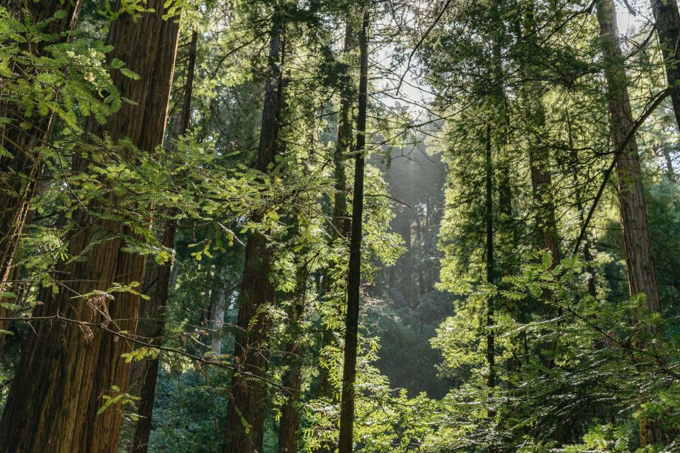 From San Francisco: Guided Muir Woods Tour - Frequently Asked Questions