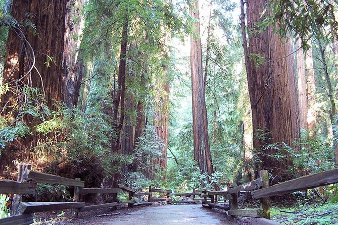 From San Francisco: Guided Tour to Muir Woods Coastal Redwoods - A Closer Look at the Tour Experience