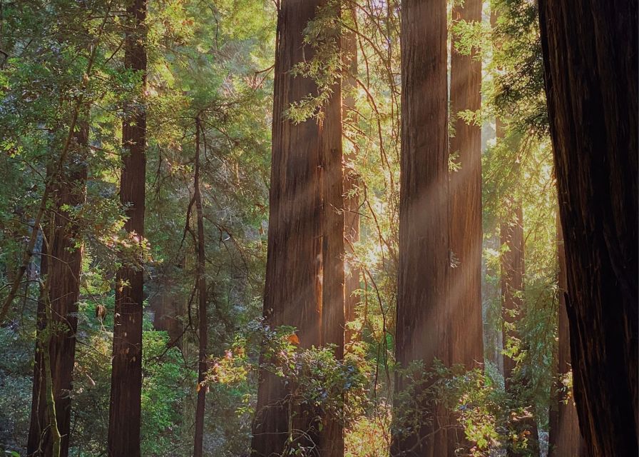 From San Francisco: Muir Woods Wine Tour with Napa & Sonoma - Is This Tour Right for You?