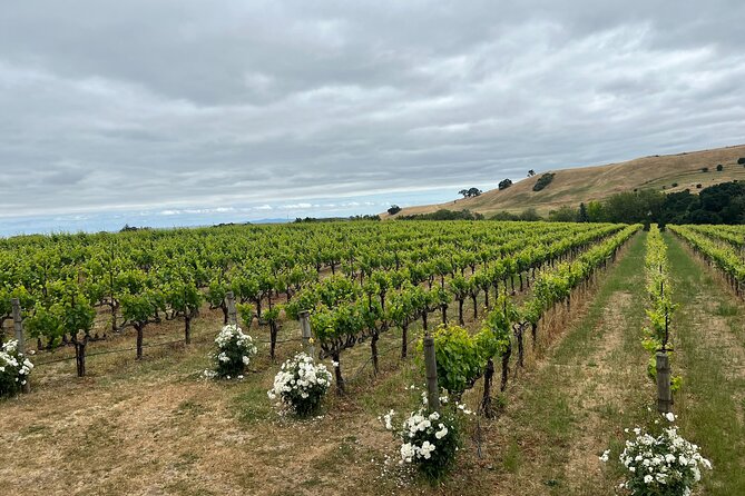 From San Francisco: Napa & Sonoma Valley Wine Tour with Tastings - Practical Tips for Your Wine Tour