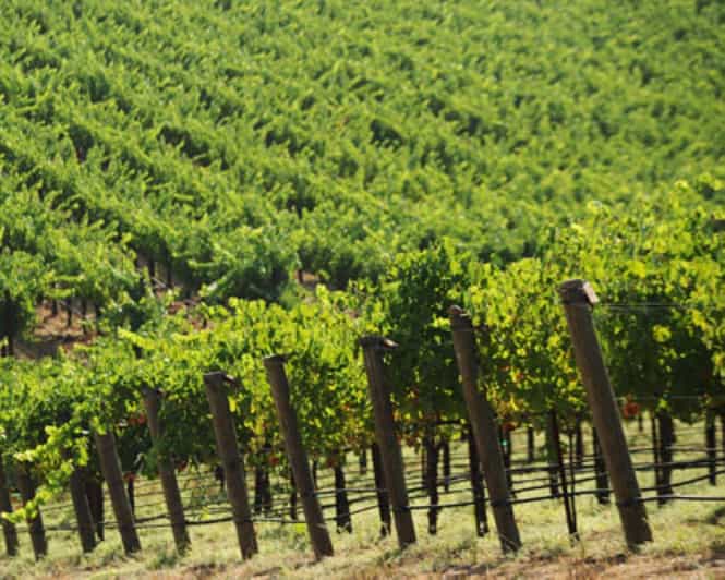 From San Francisco: Santa Rosa Wine Tasting Tour - Why This Tour Delivers Value