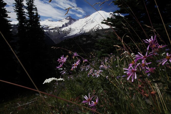 From Seattle: Private Tour to Mt. Rainier - Who is This Tour Best For?