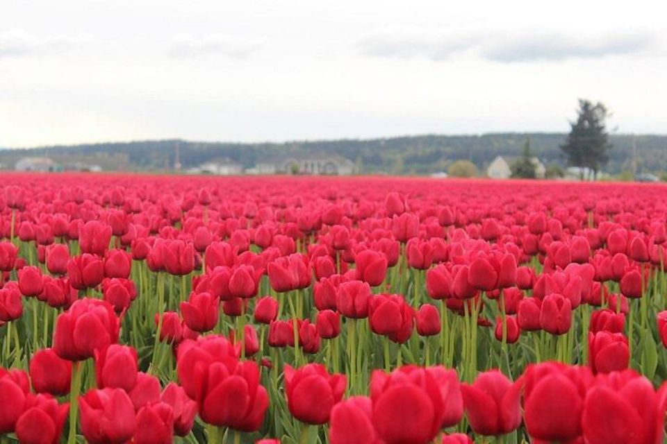From Seattle:Tulip Festival at Skagit Valley and La Conner - An In-Depth Look at the Tour Itinerary