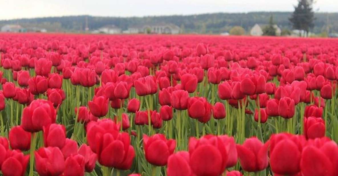 From Seattle:Tulip Festival at Skagit Valley and La Conner - The Sum Up