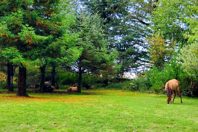 Full-Day Guided Oregon Coast Tour from Portland - Final Words