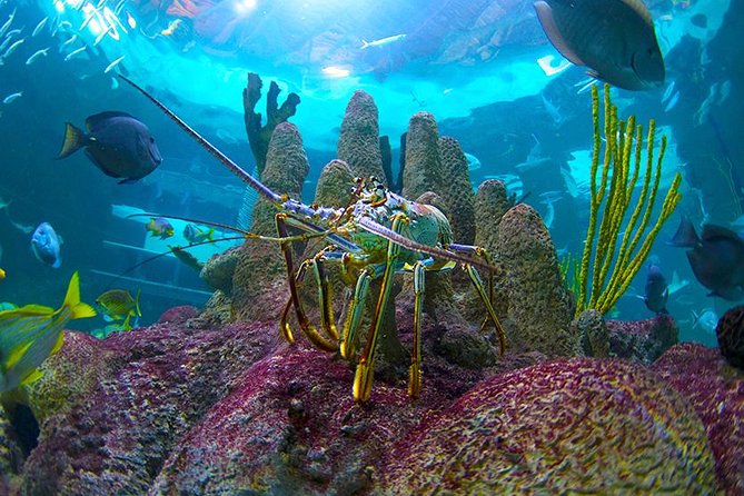Full-Day Tour of Florida Keys Including Aquarium Encounters from Key West - An In-Depth Look at the Florida Keys Tour
