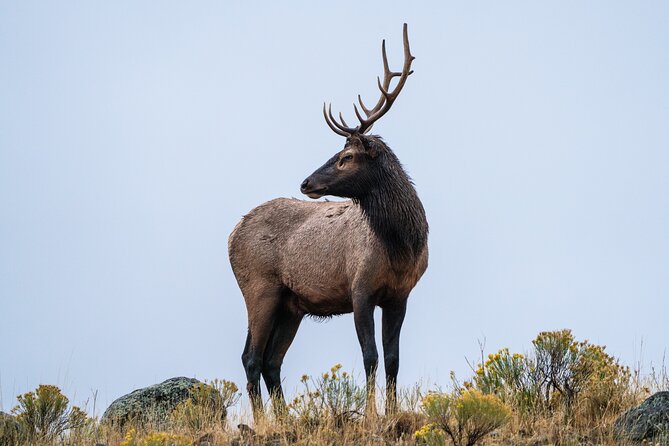 Full Day Wildlife Photography Tour In Yellowstone National Park - FAQs