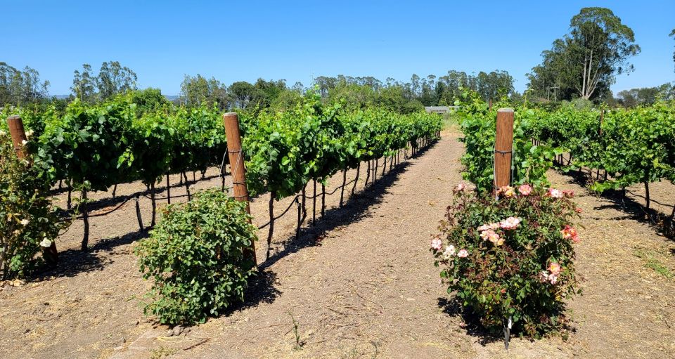 Full-Day Wine Tour to Napa & Sonoma 3 Tastings Included - FAQ