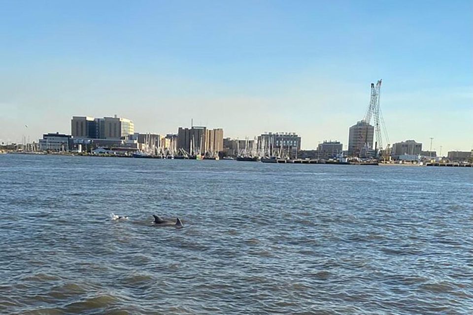 Galveston: Dolphin-Watching Cruise