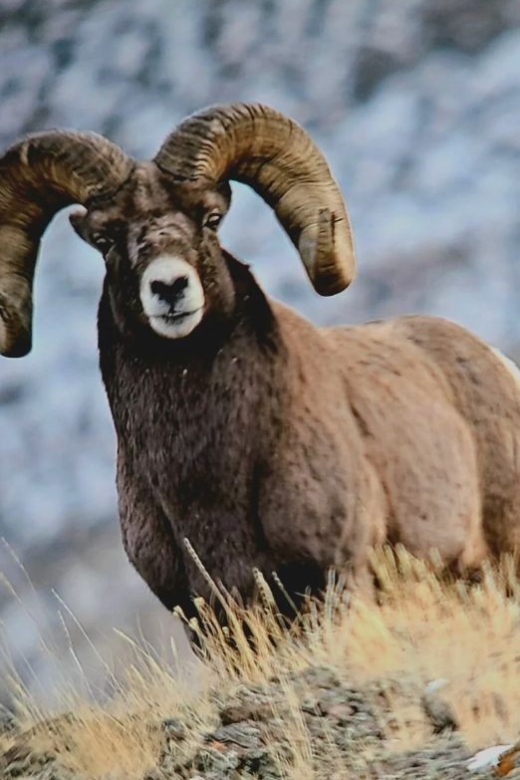 Gardiner: Yellowstone National Park Half Day Guided Hike