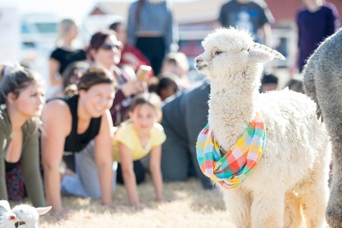 Goat and Alpaca Yoga in Arizona - Key Points