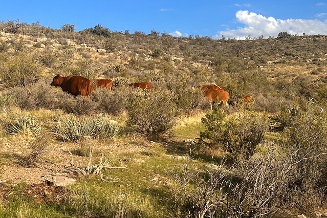 Grand Canyon ATV Tour - The Sum Up