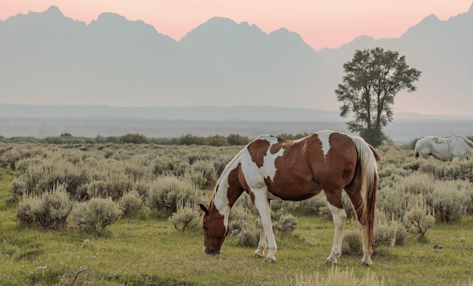 Grand Teton: Private Guided Tour (Sunset) - Cost & Overall Value
