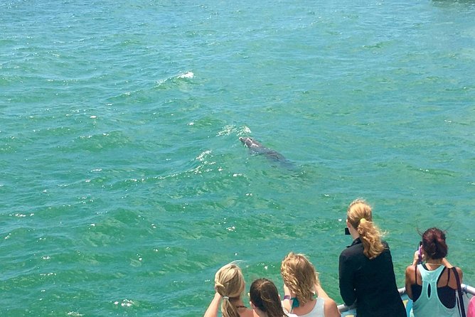 Guaranteed Dolphin Sighting Tour on Tropics Boat Tours