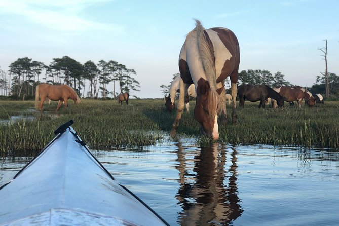 Guided Kayak Tour to see ponies, birds, dolphins and more