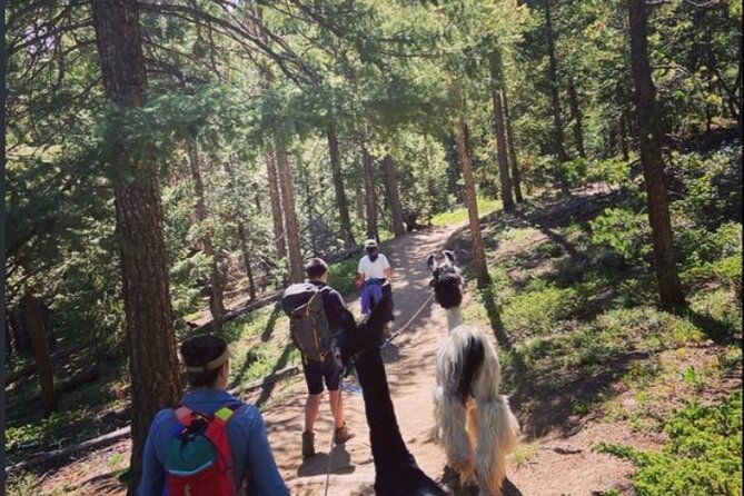 Guided Llama Hike in the Rocky Mountains