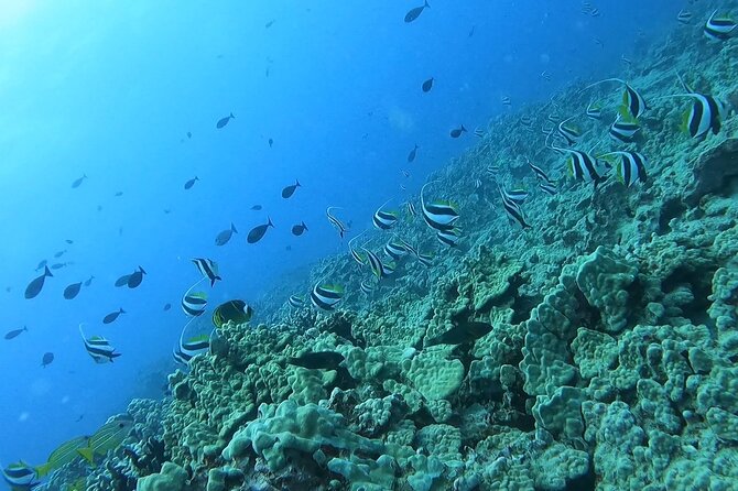 Guided Snorkel Tour for Beginners in Honolulu - What to Expect from the Tour