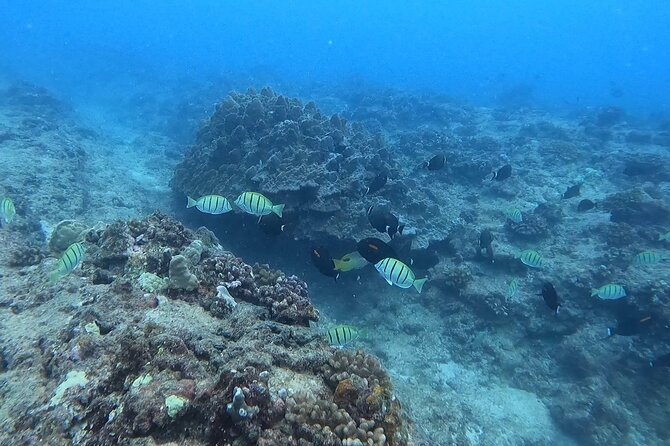 Guided Snorkel Tour for Beginners in Honolulu - Who Will Love This Tour?
