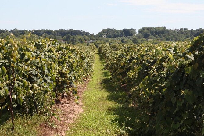 Guided Wine Tour through the Niagara Wine Trail
