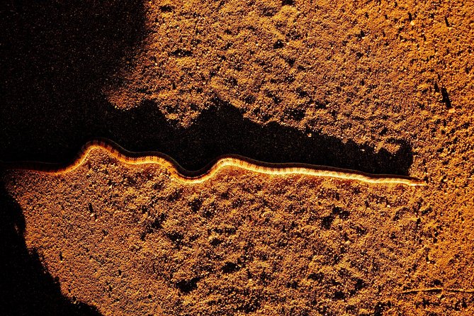 Half-Day Guided Hike in Joshua Tree National Park