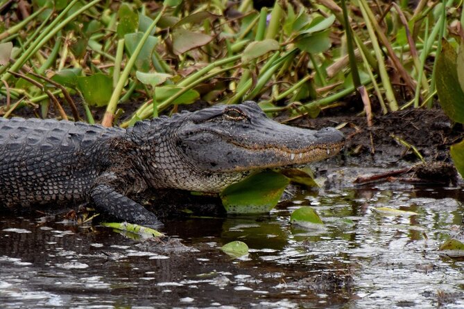 Half Day Private Swamp Experience in Louisiana - Evaluating the Value: Price and Experience