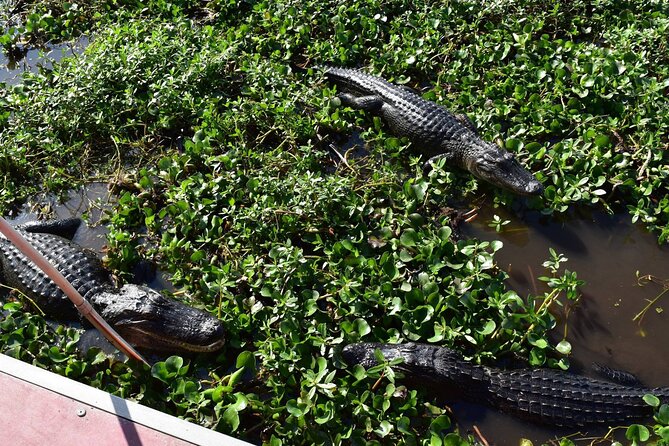 Half Day Private Swamp Experience in Louisiana - Safety, Accessibility, and Practical Tips