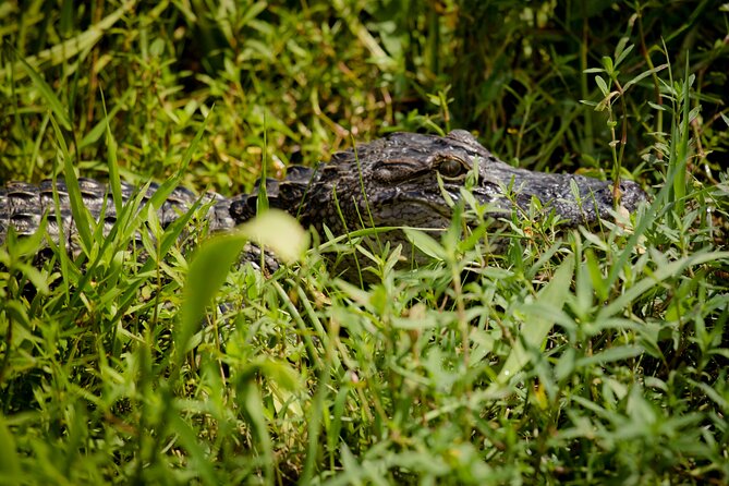 Half Day Private Swamp Experience in Louisiana - The Sum Up: Who Will Love This Tour?
