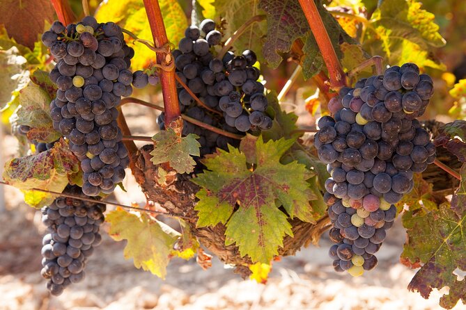 Half-Day Wine Tastings in the North Georgia Mountains