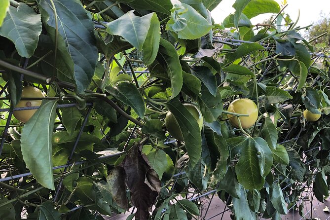Hamakua Coast Farm Small-Group Walking and Tasting Tour - The Sum Up: Who Will Love This Farm Tour?