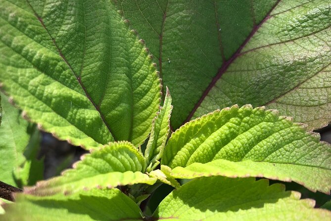 Hamakua Coast Farm Small-Group Walking and Tasting Tour - FAQ