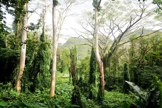 Hawaiian Waterfall Hike
