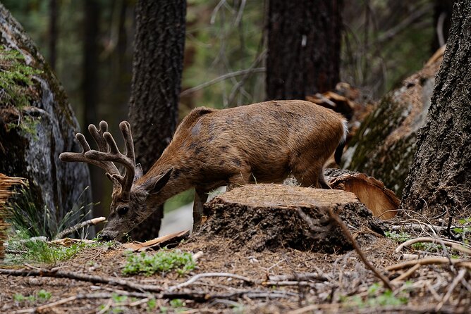 Heart of the Giant Forest Hike - Who Will Love This Tour?