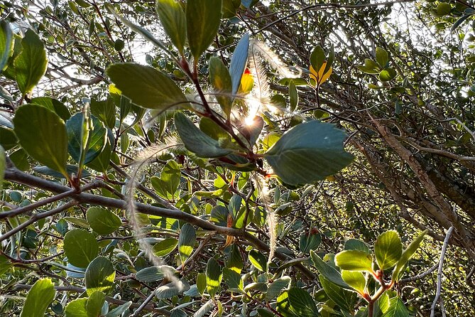 Hidden History Hollywood Sign Tour - What Travelers Say